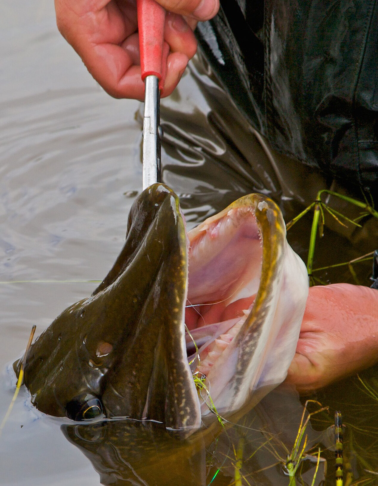 Alaskan Pike Fishing Nirvana on the Innoko River | Holidays | Where ...