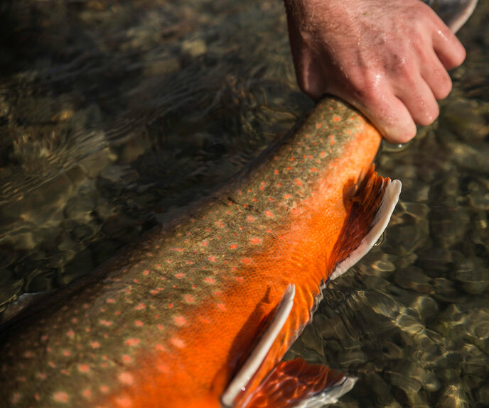 Ultra prolific fly-fishing for Sea Run Char in Greenland | Holidays ...